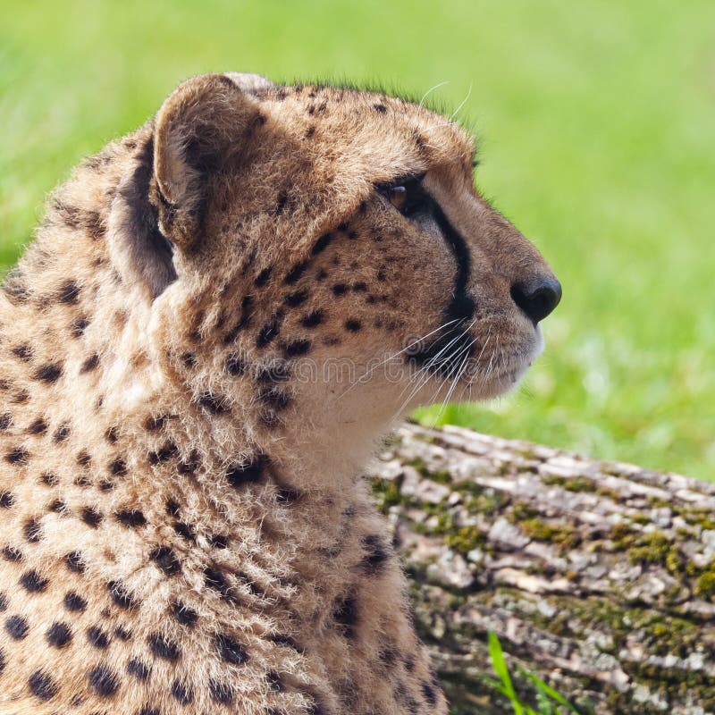 Cheetah side view profile stock image. Image of kenyan - 16321463