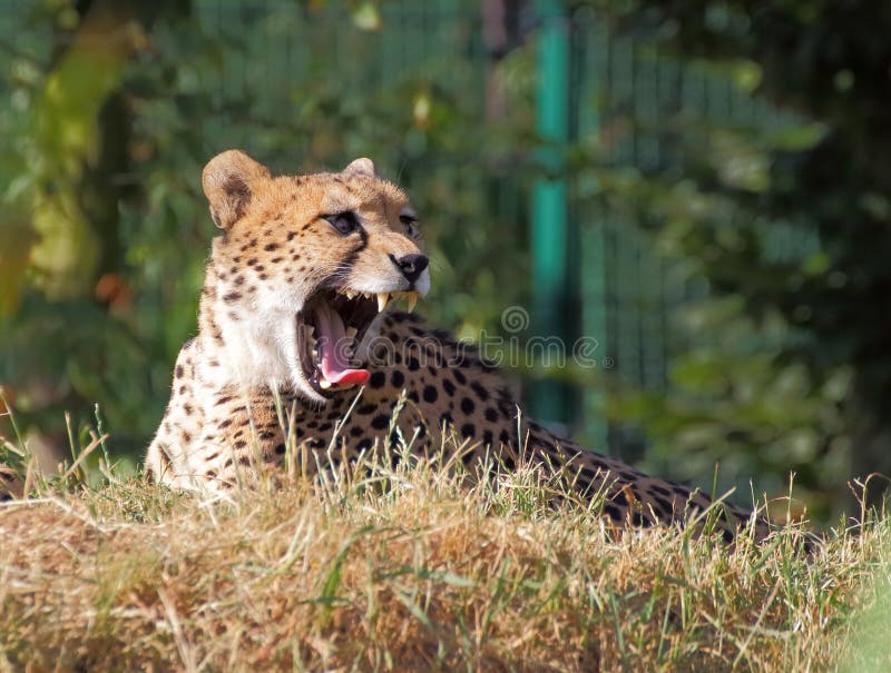 281 Cheetah Open Mouth Stock Photos - Free & Royalty-Free Stock Photos ...