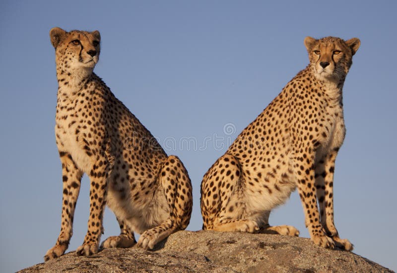 Cheetah Couple in the Sunset Stock Image - Image of south, danger: 16152761