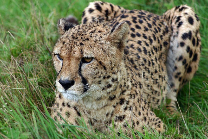 Cheetah Crouching, Ready To Pounce Stock Image - Image of spots, animal ...