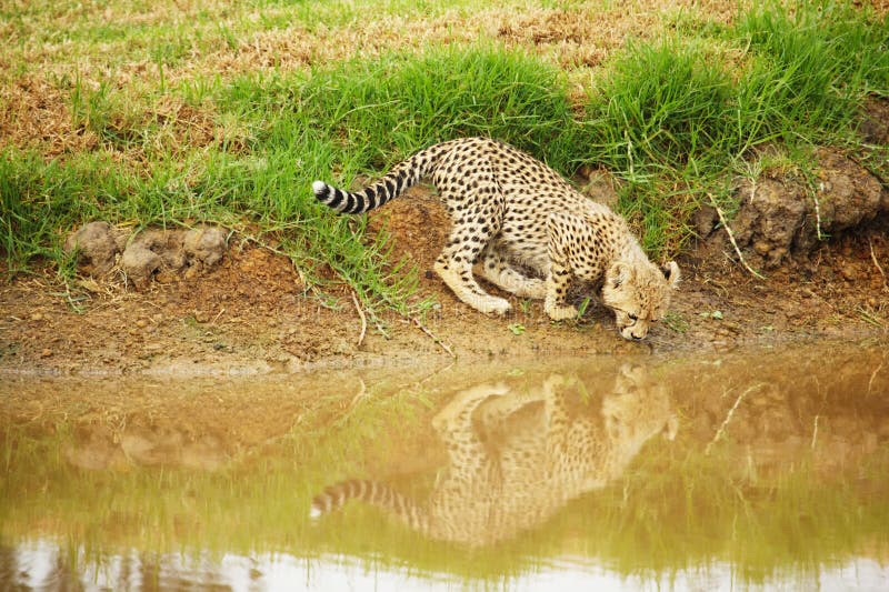 126 Cheetah Drinking Water Stock Photos - Free & Royalty-Free Stock ...