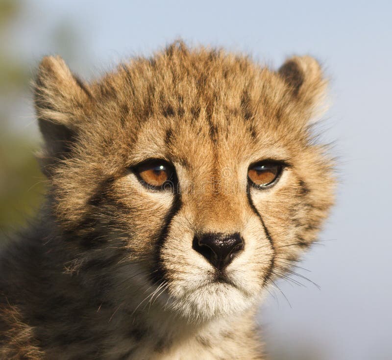 Cheetah cub stock image. Image of baby, creature, bush - 17587613