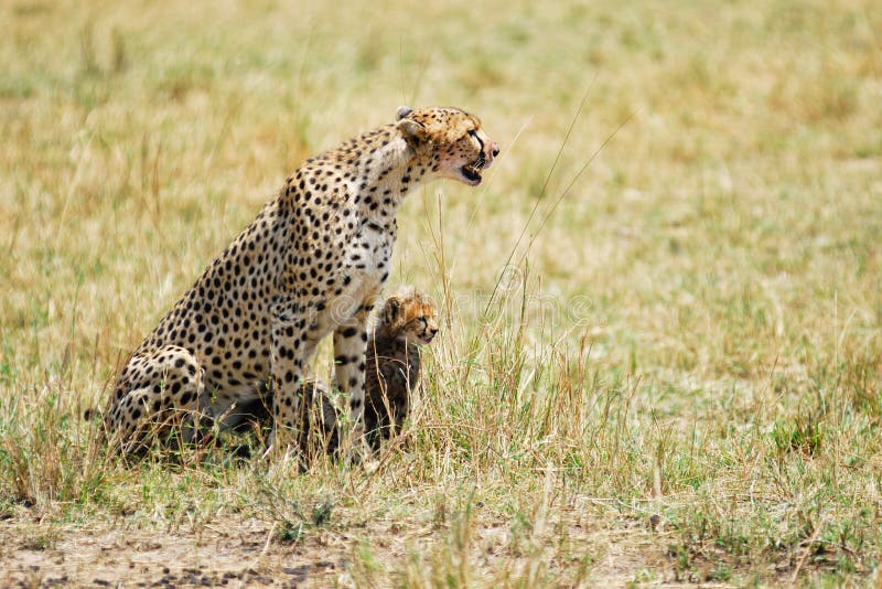 Cheetah with cub stock photo. Image of wilderness, wildlife - 21282184