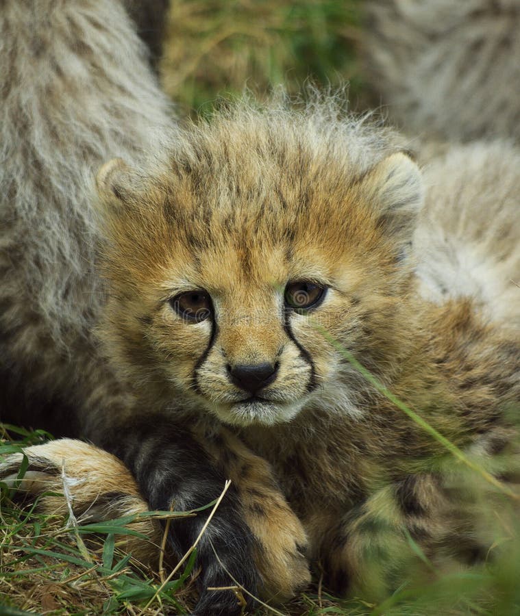 Cheetah Cub stock photo. Image of predator, fluffy, eyes - 22992256