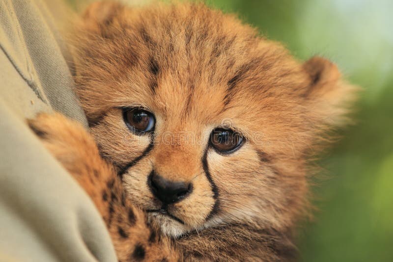 Cheetah cub portrait stock image. Image of close, alone - 21624335