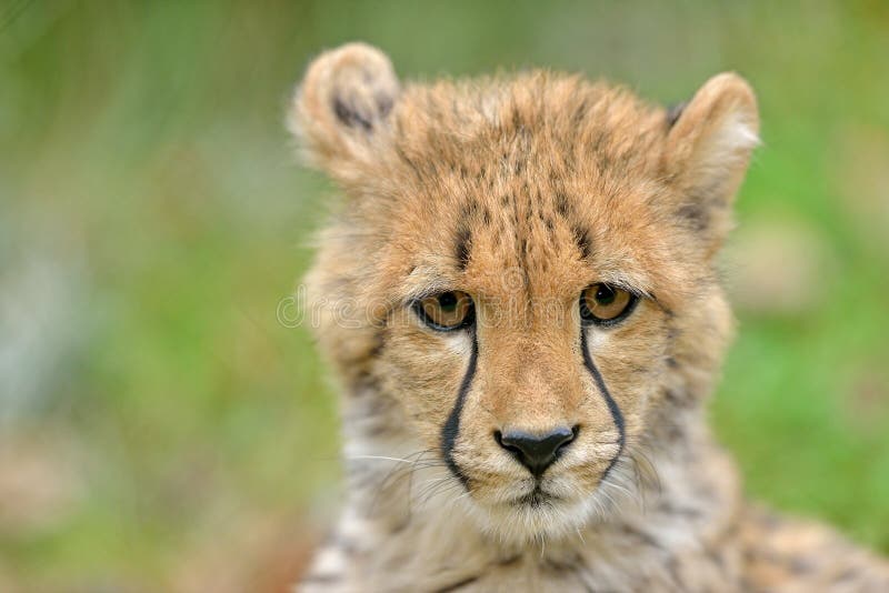 Cheetah cub close up stock photo. Image of green, eastern - 16400682