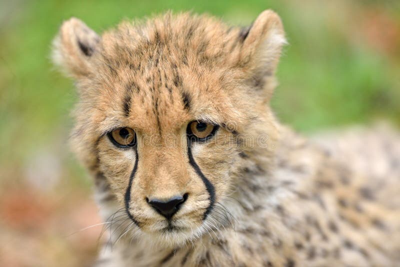Cheetah cub portrait stock image. Image of close, alone - 21624335