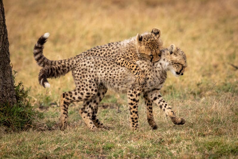 Cheetah Cub Bites Another by Tree Trunk Stock Photo - Image of masai ...
