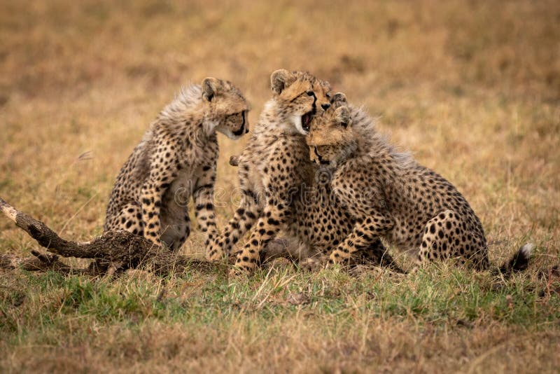 Cheetah Cub Bites Another Watched by Third Stock Photo - Image of third ...
