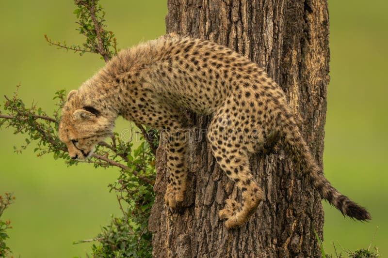 Cheetah Cub Climbs Down Tree by Bush Stock Image - Image of game ...