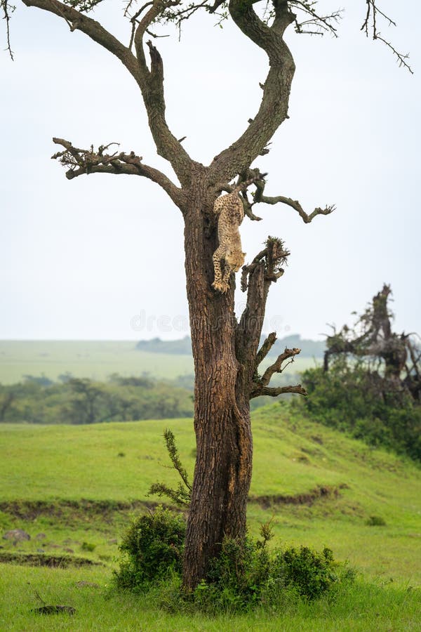 Cheetah Cub Climbs Down Tree in Grass Stock Image - Image of mara ...
