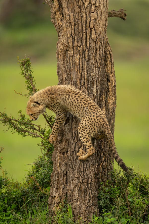 Cheetah Cub Climbs Down Tree in Savanna Stock Image - Image of animals ...