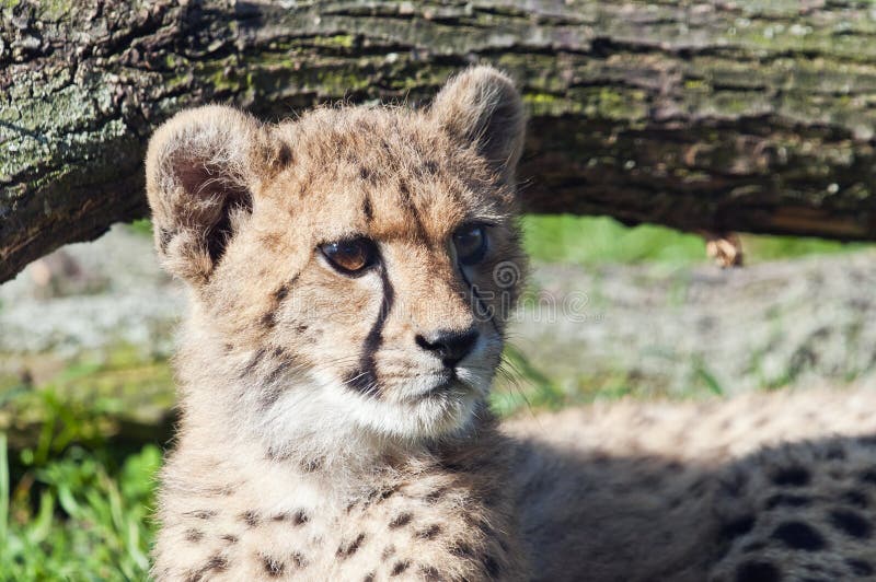 Cheetah cub stock photo. Image of fauna, cheetah, brown - 53151076