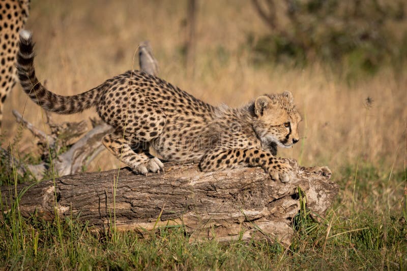 Cheetah Crouching In The Grass Ready To Pounce Stock Photo - Image of ...