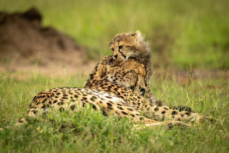 Cheetah Cub Lies on Head of Mother Stock Photo - Image of animal, drive ...