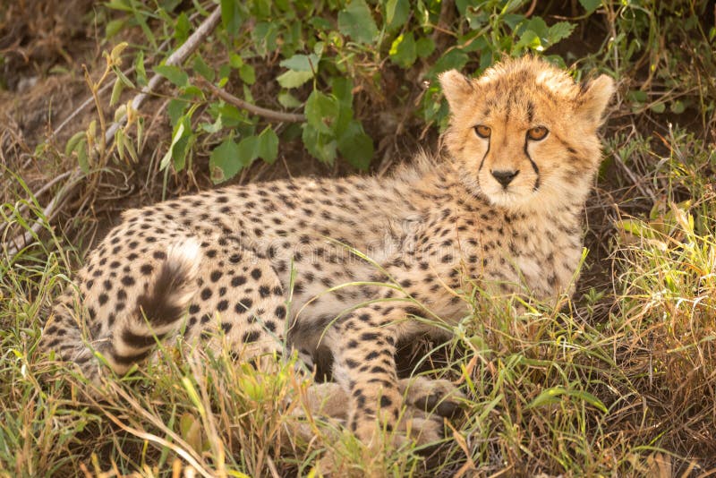 Cheetah Cub Lies Under Bush Turning Head Stock Photo - Image of turning ...