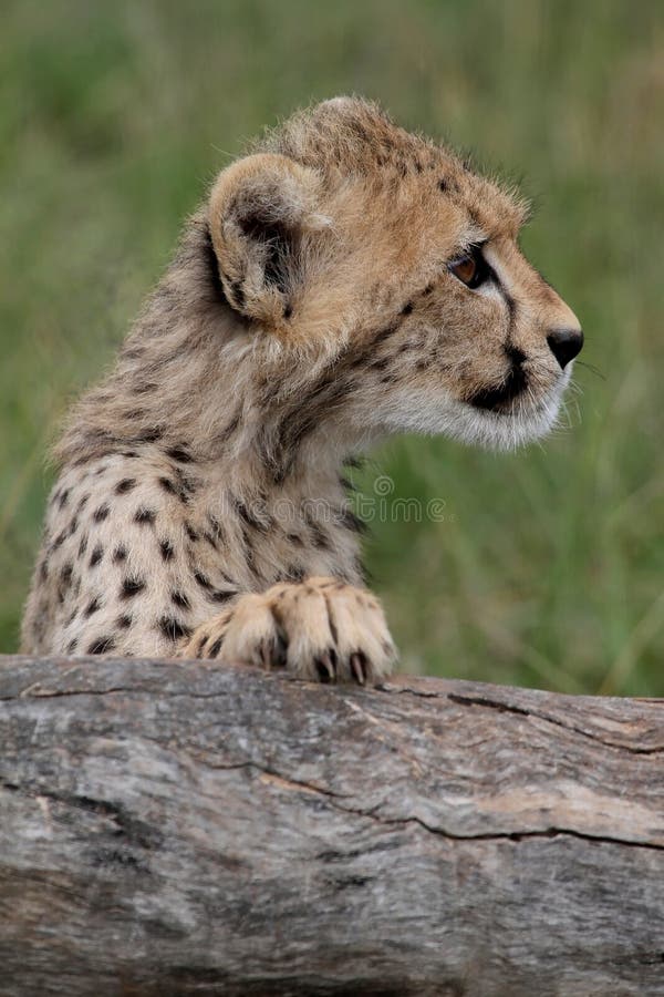 Cheetah cub close up stock photo. Image of green, eastern - 16400682