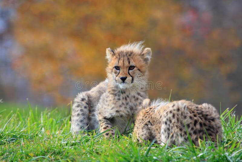 Cheetah cubs stock image. Image of cheetah, portrait - 11458581