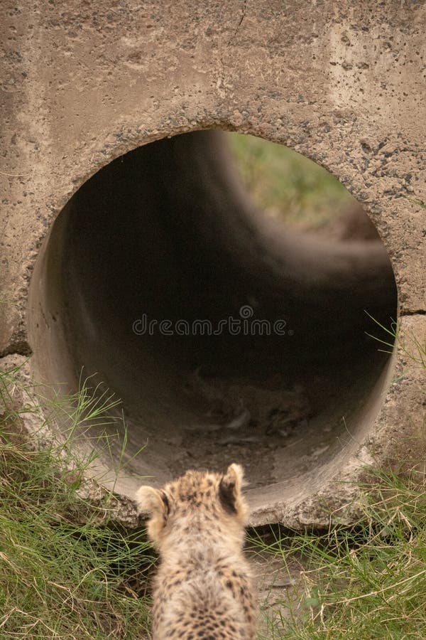 Cheetah Cub Looking into Pipe from Outside Stock Image - Image of young ...