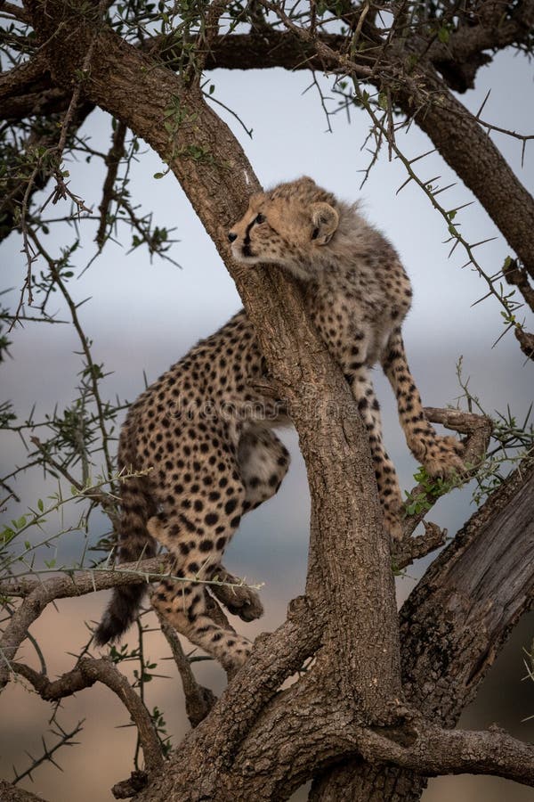 Cheetah Cub Looks Up Round Tree Branch Stock Image - Image of branch ...