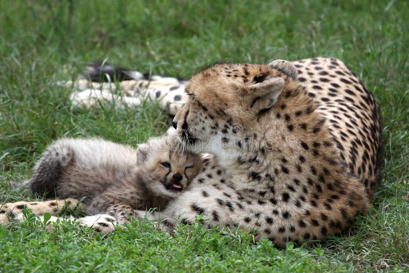 Cheetah Cub and Mom stock photo. Image of loving, acinonyx - 14081654