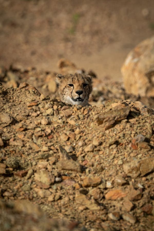 Cheetah Cub Pokes Head Over Rocky Mound Stock Photo - Image of mound ...