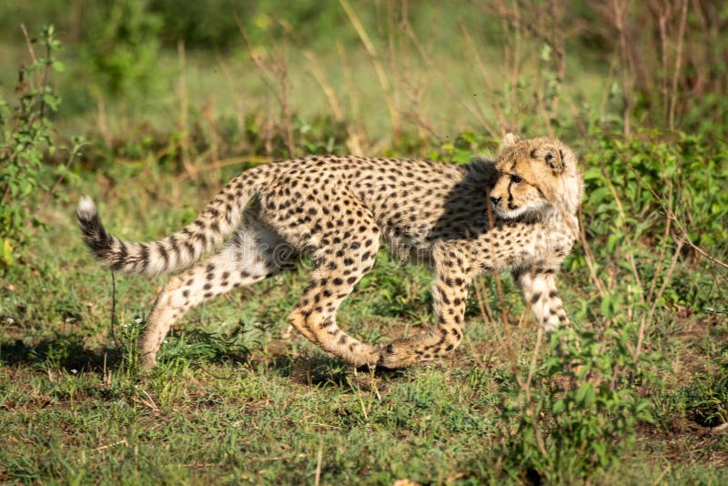 Cheetah Cub Runs through Bushes Looking Back Stock Photo - Image of ...