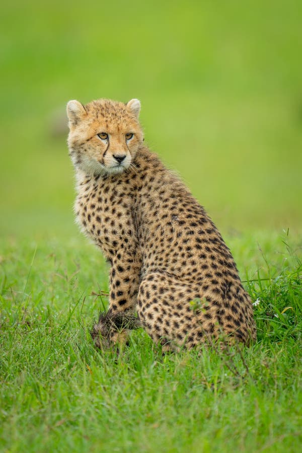 Cheetah Cub Sat in Grass Looking Round Stock Photo - Image of plain ...