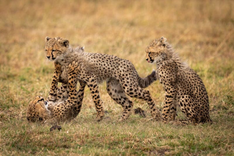 Cheetah Cub Sits As Siblings Play Fight Stock Image - Image of savanna ...