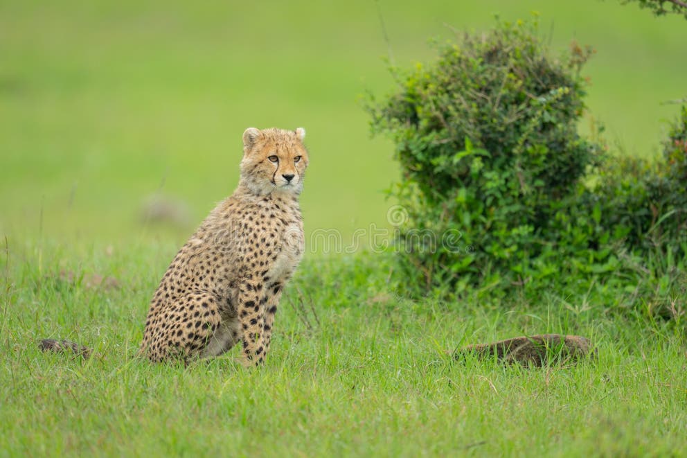 Cheetah Cub Sits in Grass Staring Forwards Stock Image - Image of mara ...