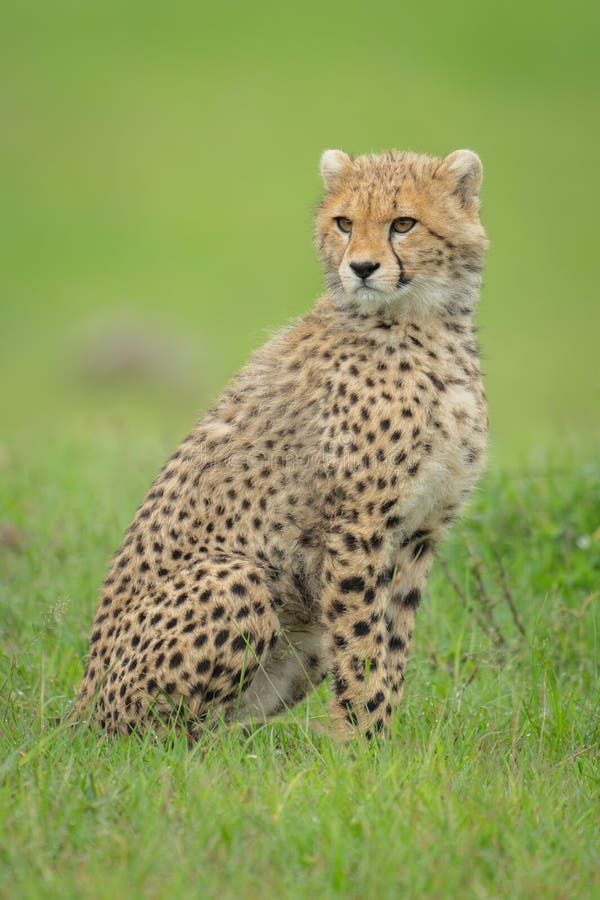 Cheetah Cub Sits in Grass Turning Round Stock Image - Image of animal ...