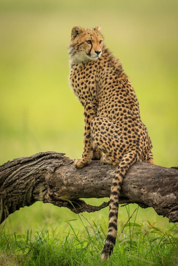 Cheetah Cub Sits on Log Looking Round Stock Image - Image of baby ...