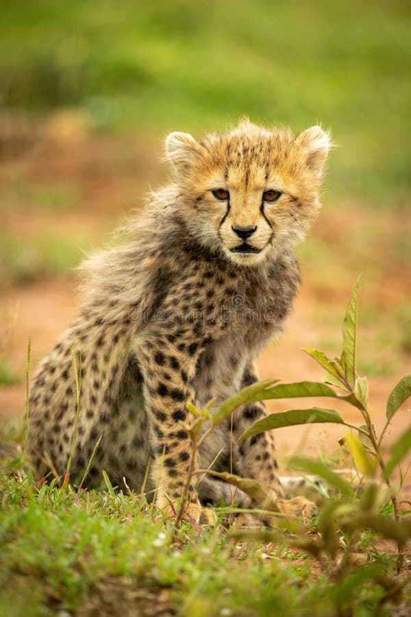 Cheetah Cub Sits Lowering Head in Grass Stock Image - Image of jubatus ...