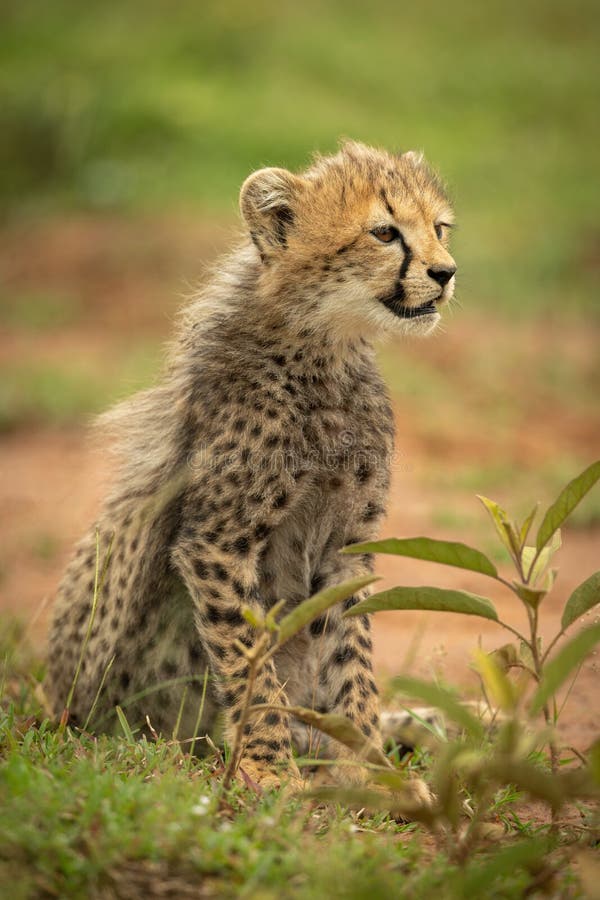 Cheetah Cub Sits Open-mouthed on Short Grass Stock Photo - Image of ...