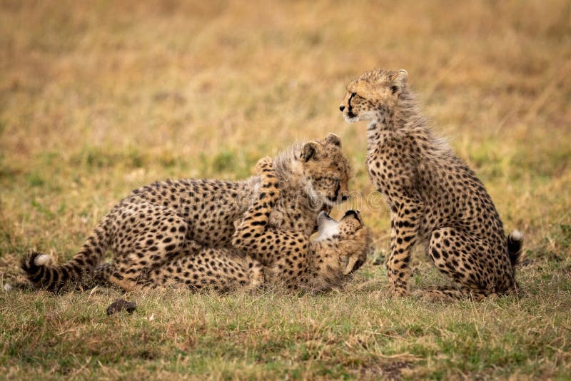 Cheetah Cub Sits while Others Play Fight Stock Image - Image of ...