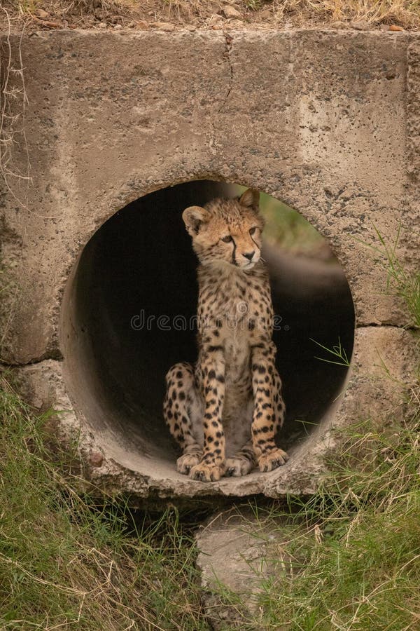 Cheetah Cub Sits in Pipe Looking Right Stock Photo - Image of ...