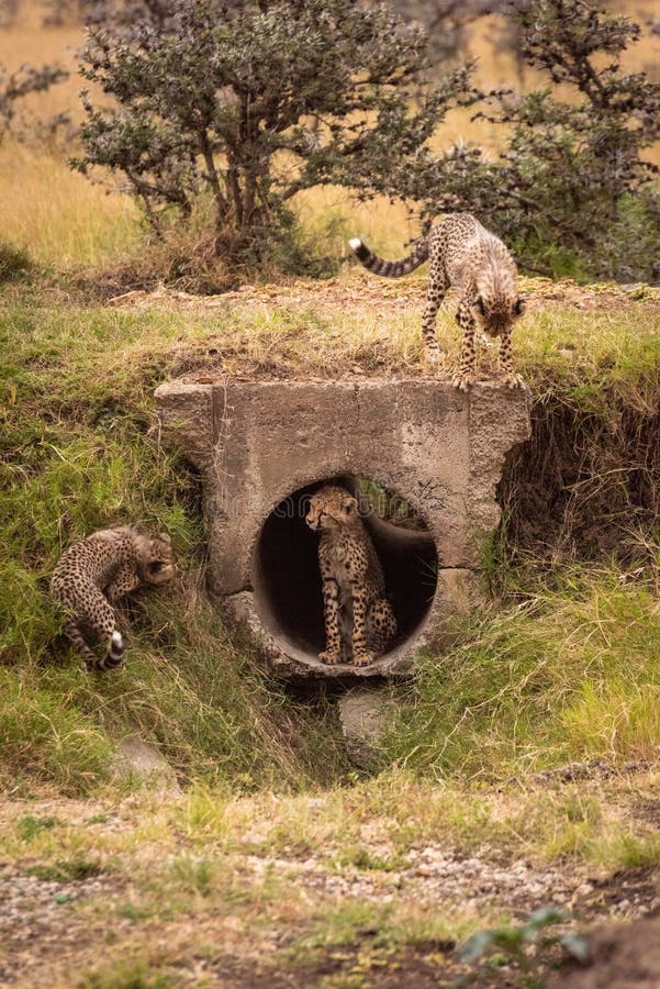 Cheetah Cub Sits in Pipe with Others Stock Photo - Image of masai, pipe ...