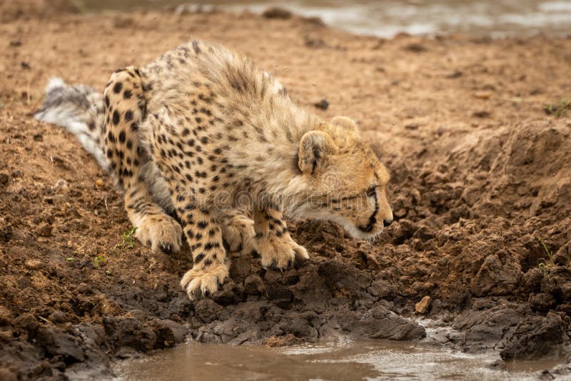 Cheetah in Water, South Africa Stock Photo - Image of walking, africa ...