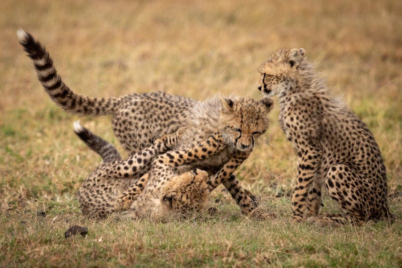 Cheetah Cub Sitting As Siblings Play Fight Stock Image - Image of fight ...