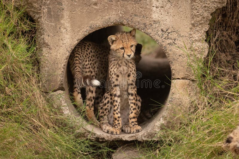 Cheetah Cub Sitting in Pipe with Another Stock Photo - Image of kenya ...