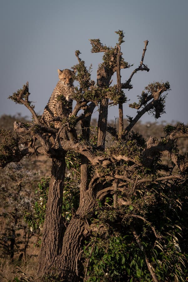 Cheetah Cub Sitting at Top of Tree Stock Photo - Image of spotted, tree ...