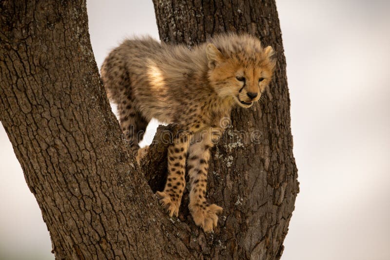 Cheetah Cub Standing in Fork of Tree Stock Image - Image of african ...