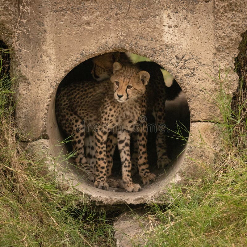 Cheetah Cub Standing in Pipe with Another Stock Photo - Image of nature ...