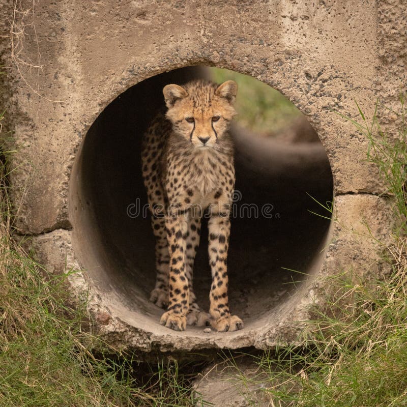 Cheetah Cub Standing in Pipe Staring Down Stock Image - Image of ...