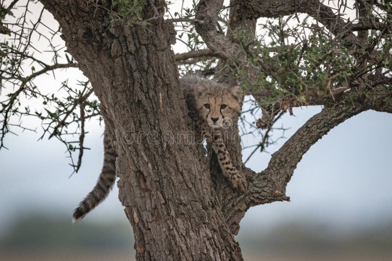 Cheetah Cub Standing in Tree Looking Out Stock Photo - Image of young ...
