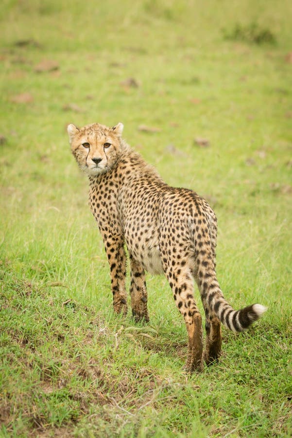 Cheetah Cub Stands Looking Back in Grass Stock Photo - Image of camp ...