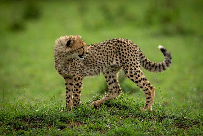 Cheetah Cub Stands on Mound Looking Back Stock Photo - Image of ...