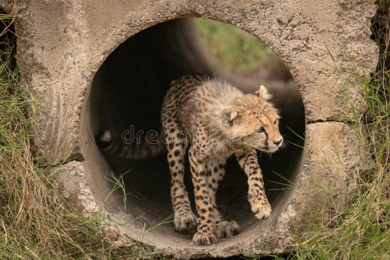 Cheetah Cub Stands in Pipe Looking Right Stock Photo - Image of savanna ...