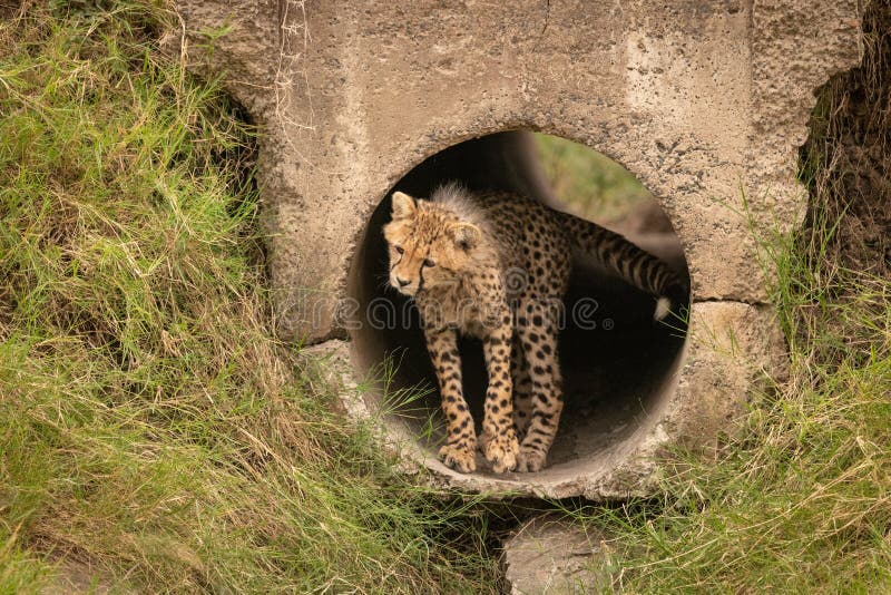 Cheetah Cub Stands in Pipe Twisting Head Stock Image - Image of kenya ...