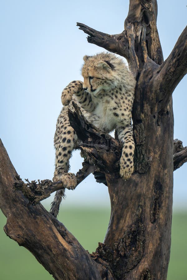 Cheetah Cub Stands in Tree Lifting Forepaw Stock Photo - Image of ...